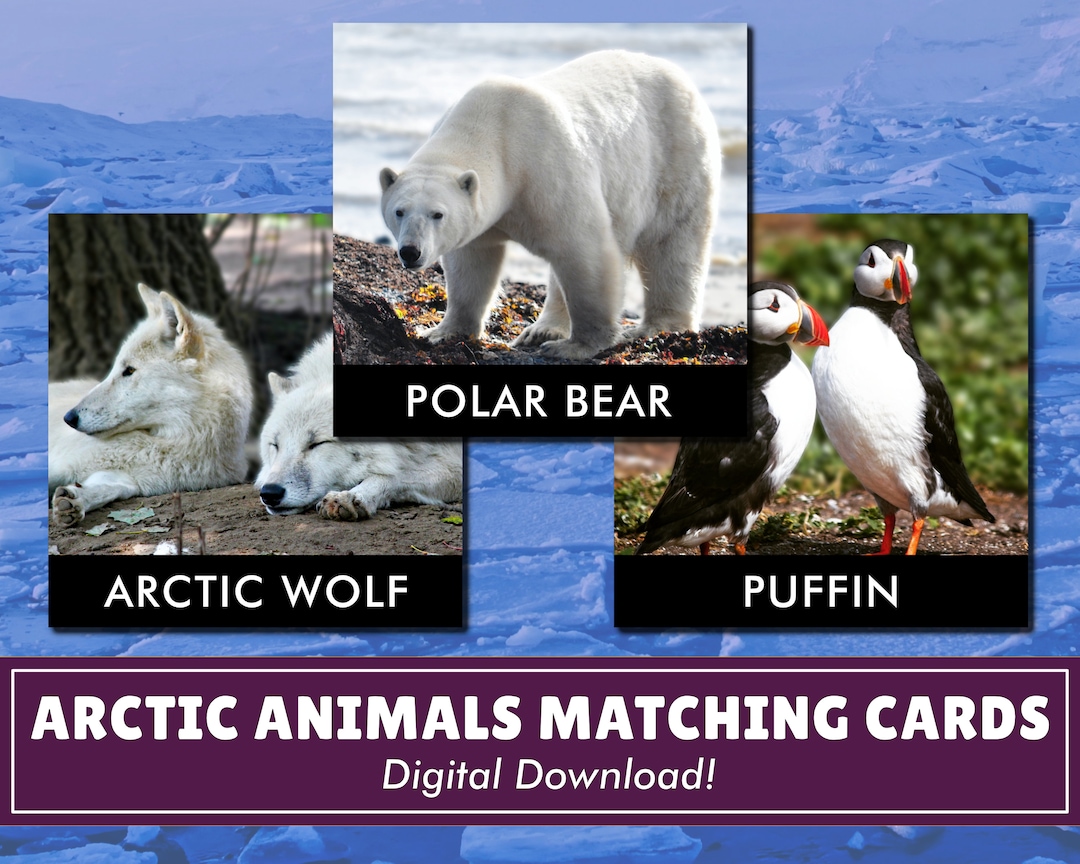 Arctic Animals Matching Cards With Bonus Fun Facts | Digital Download ...
