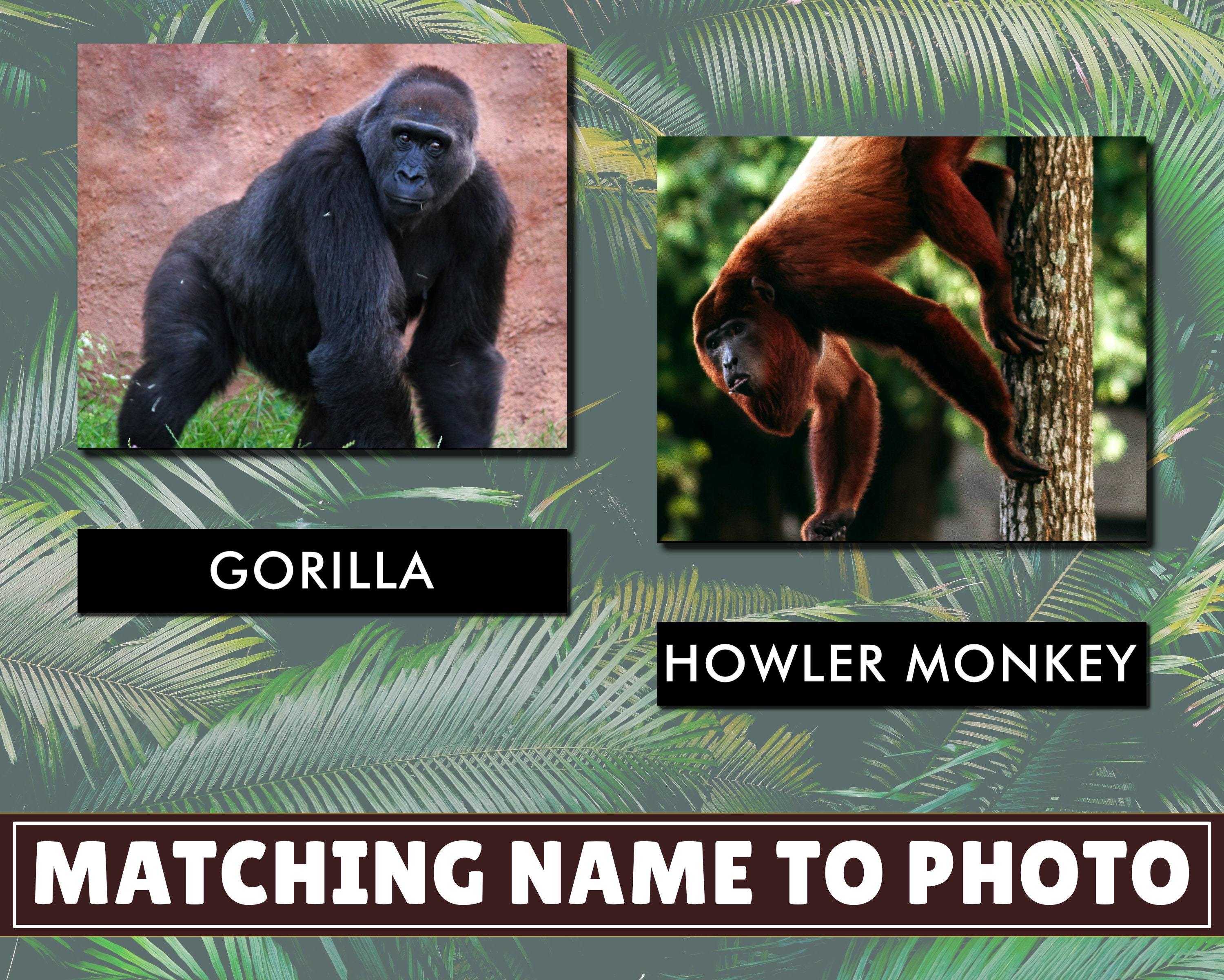 Primates Matching Cards | Digital Download | Montessori Inspired ...