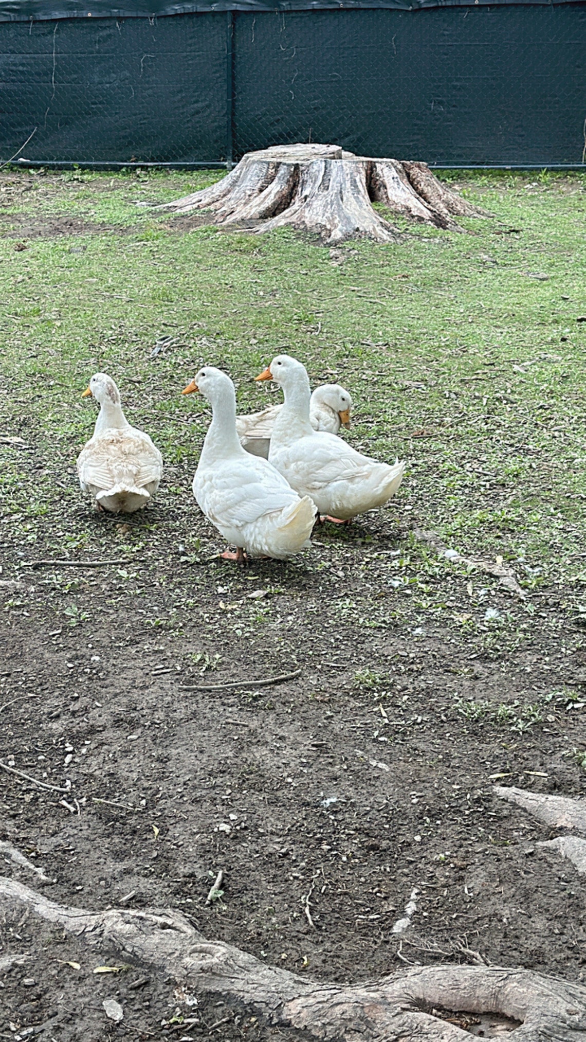 Blue Organic Chicken Eggs - Etsy