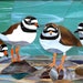 Ringed Plover Print - Mosaic Art - Ringed Plovers Giclee Print ...