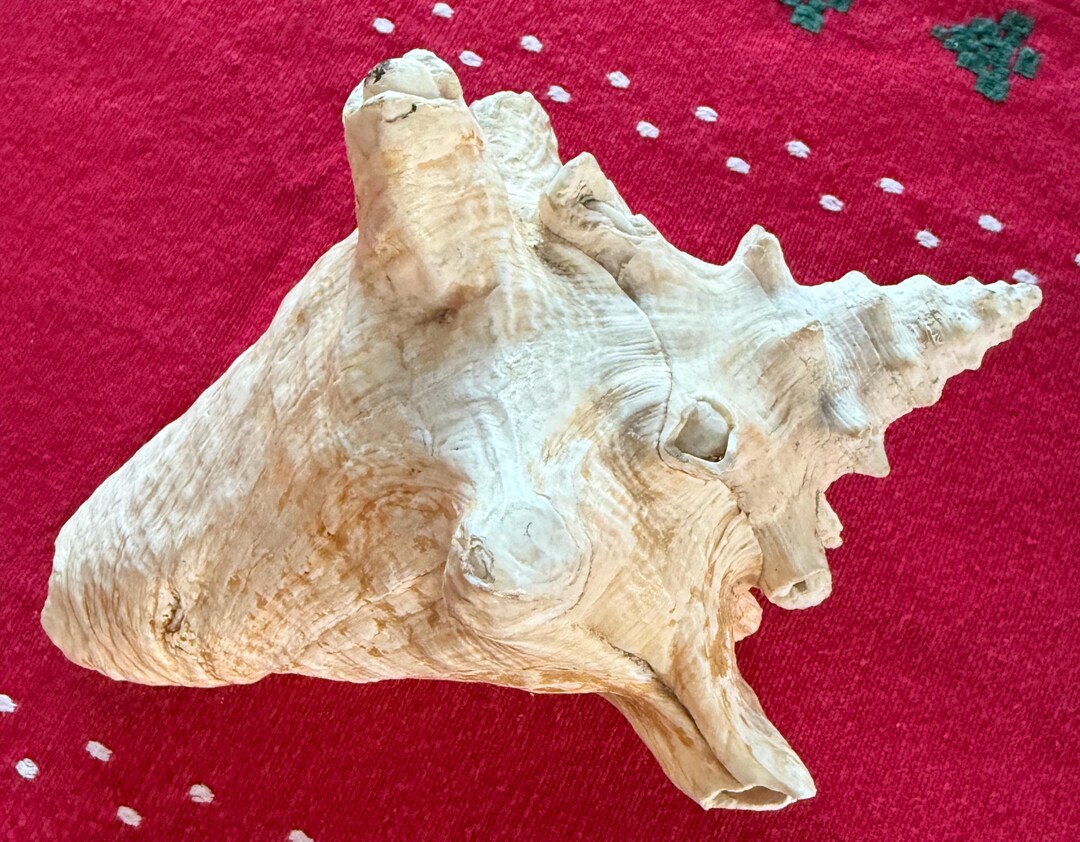 Old Conch Shell Beautiful 8" by 6" - Etsy