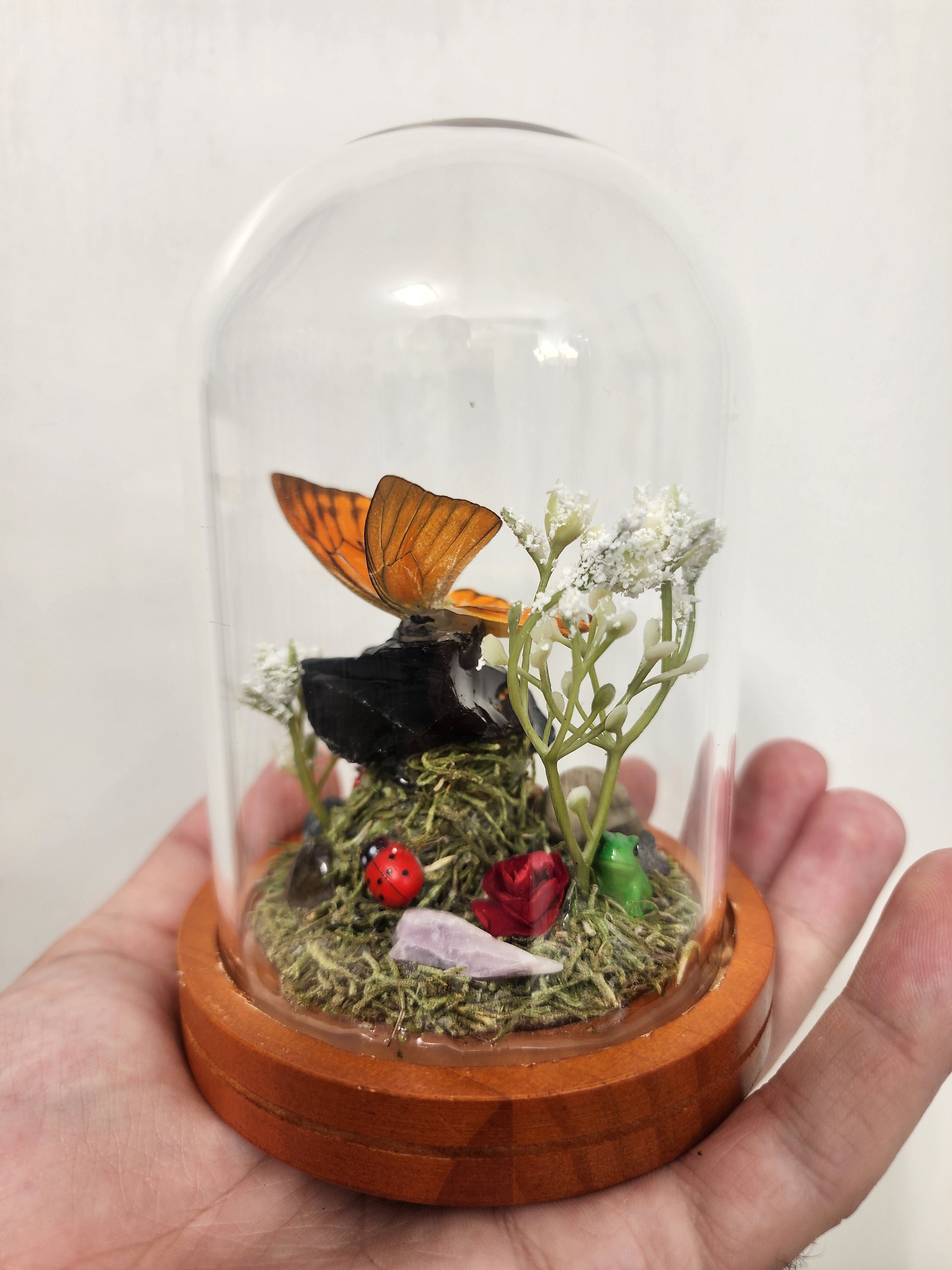 Real Butterfly Taxidermy Glass Terrarium Dome - Etsy