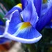 Wild Iris Scented Perfume Oil, Fragrance Roll on Scent Vegan Floral ...