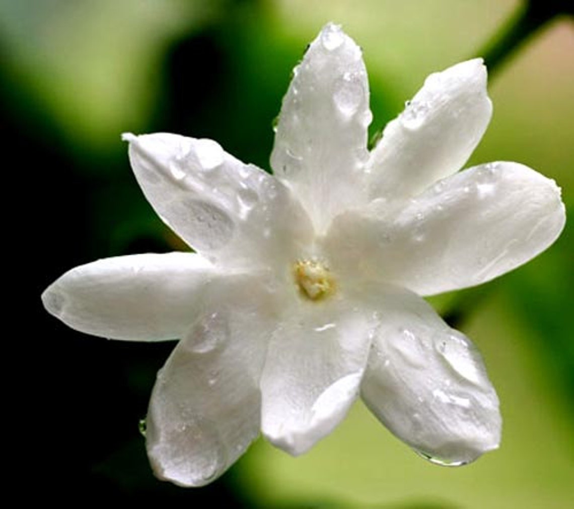 Jasmine Flower Perfume Oil, Fragrance Scent Roll on Vegan Spring Floral ...