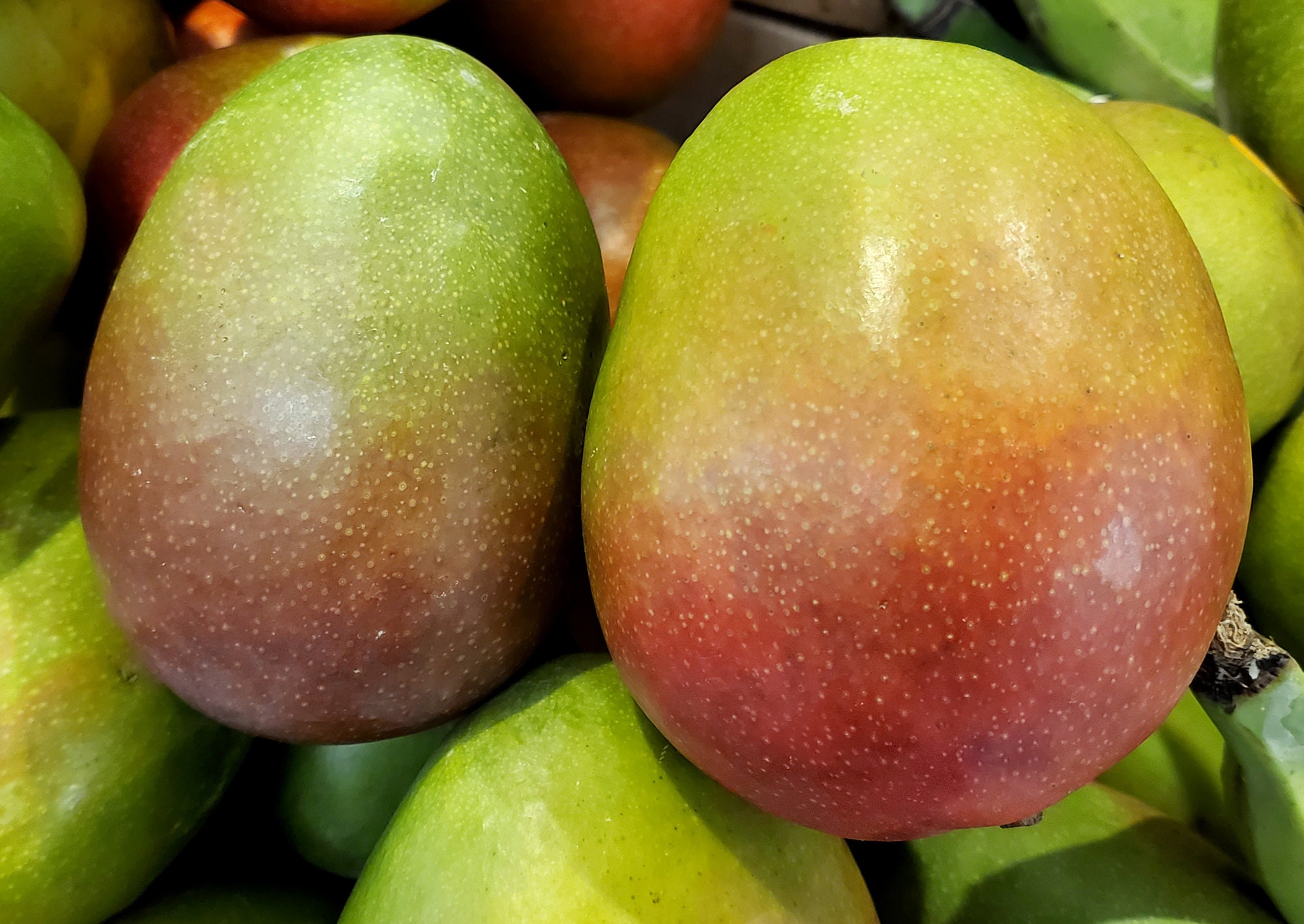 Mango Peach Perfume Oil Fragrance Scent Roll on Perfume | Etsy