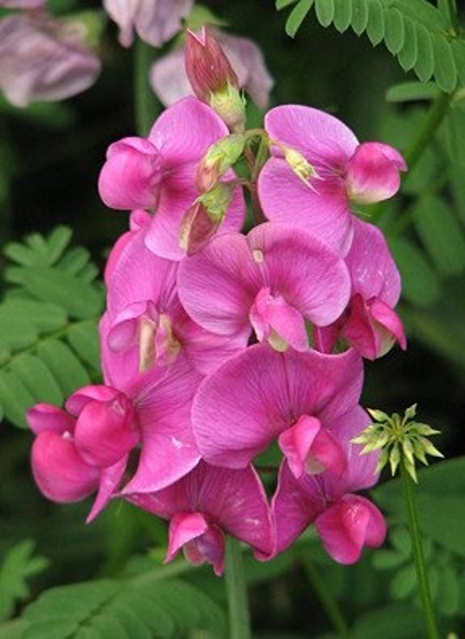 Sweet Pea Perfume Oil Fragrance Scent Roll on Perfume Vegan | Etsy