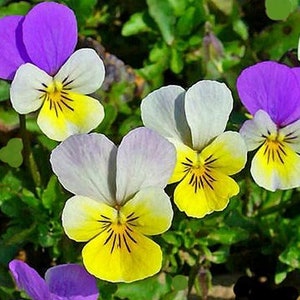 Wild Pansies Perfume Oil Pansy Fragrance Scent Roll on Vegan Floral ...
