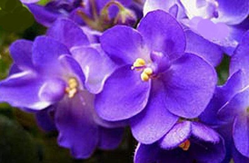 Fresh Violet Perfume Oil, Fragrance Scent Roll on Vegan Floral Cologne ...