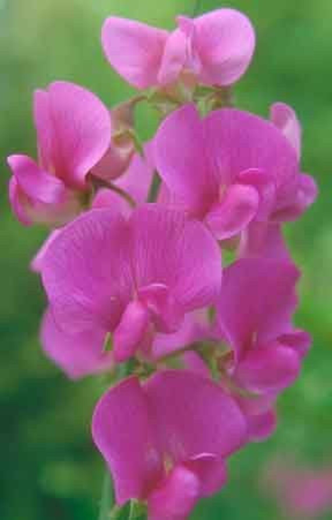 Sweet Pea Perfume Oil Fragrance Scent Roll on Perfume Vegan | Etsy