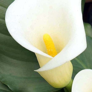 Calla Lily Soap Bar, Floral Body Bath Spring White DETERGENT-FREE ...