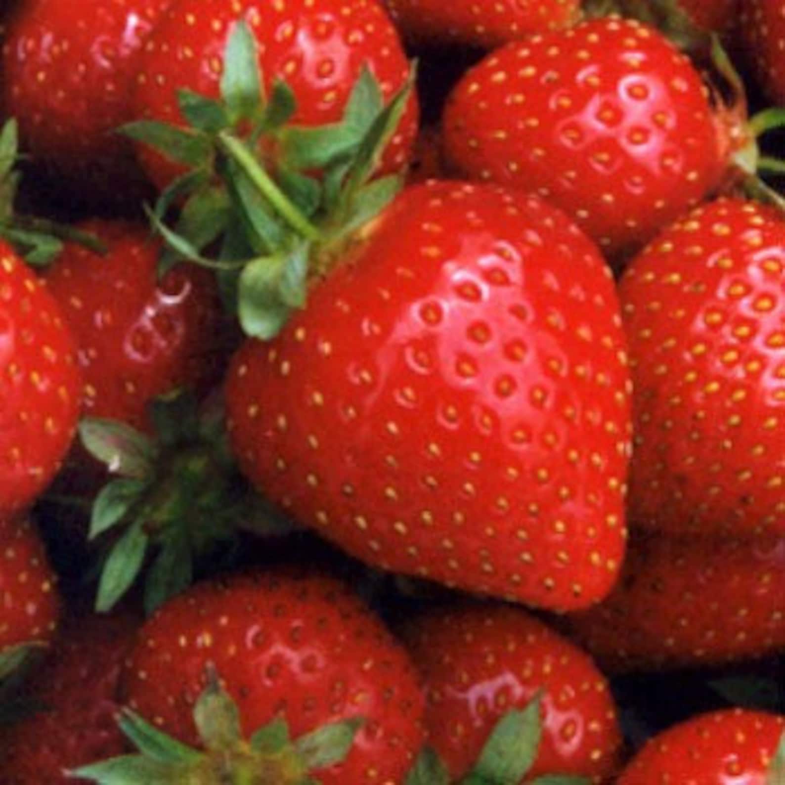 Strawberry Cheesecake Perfume Oil, Fragrance Roll on Scented Cologne ...