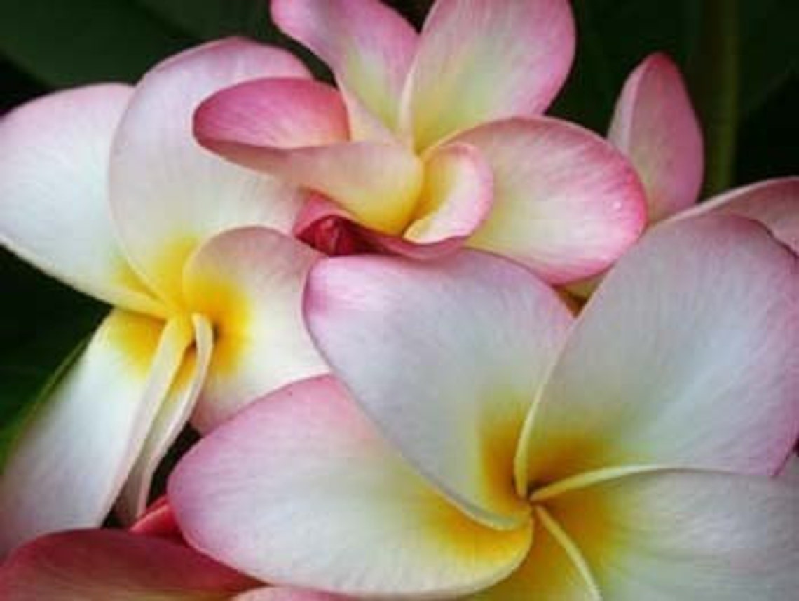 Plumeria Flowers Perfume Oil, Fragrance Scent Roll on Vegan Tropical ...