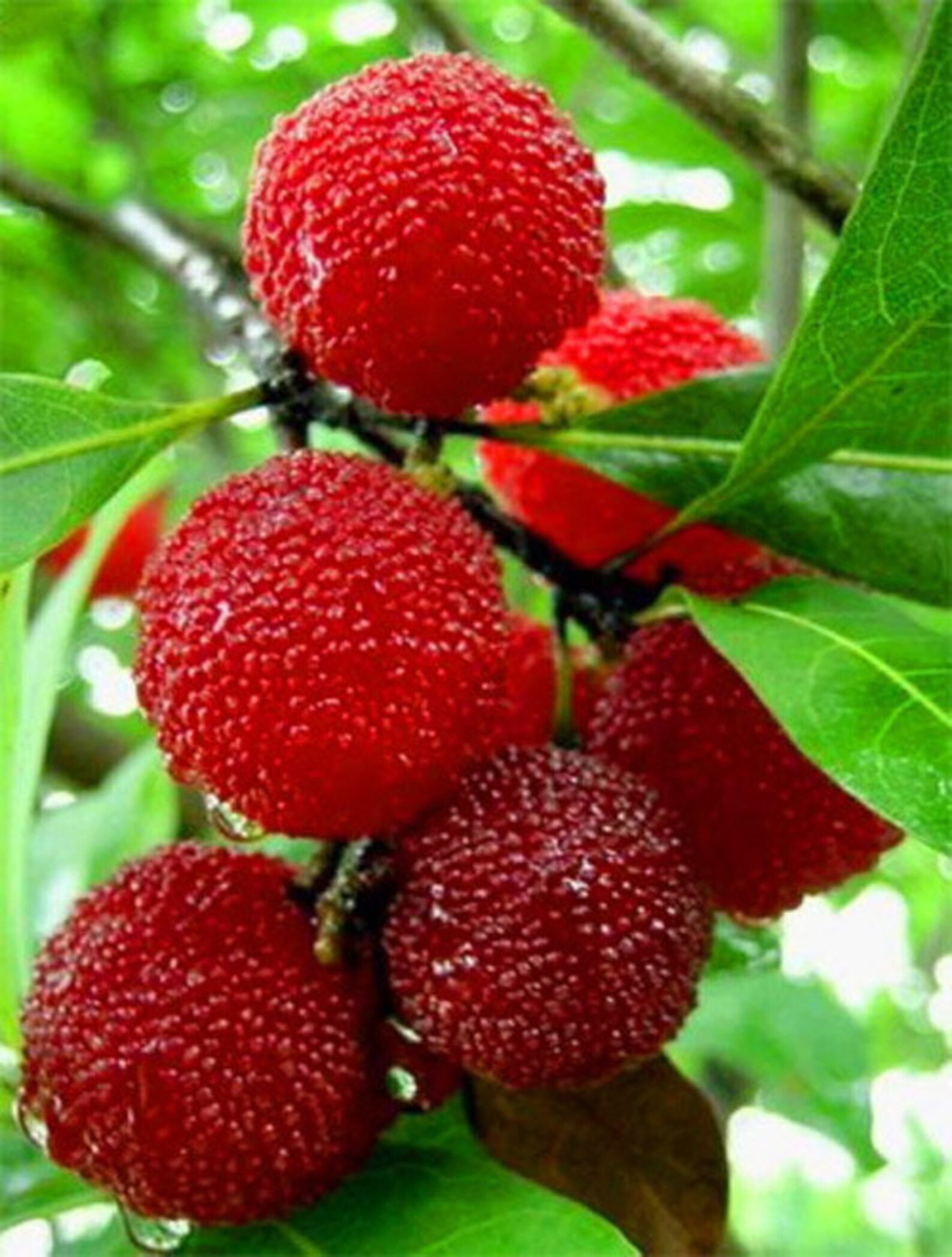 Bayberry Perfume Oil Fragrance Roll on Perfume Unisex Holiday ...