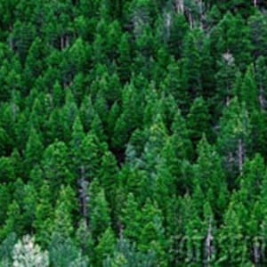 Evergreen Forest Cologne Oil, Fragrance Scent for Men Masculine Pine ...