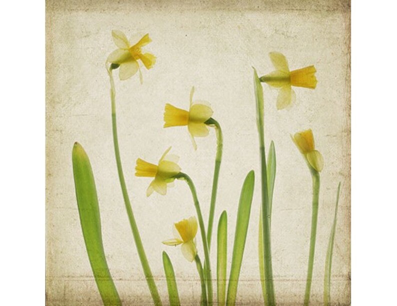 Daffodil Botanical Print Set of 2 Pressed Flower Art Modern - Etsy