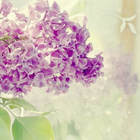 Lilac Art Print Set of 3 Flower Photographs Purple Wall Art - Etsy