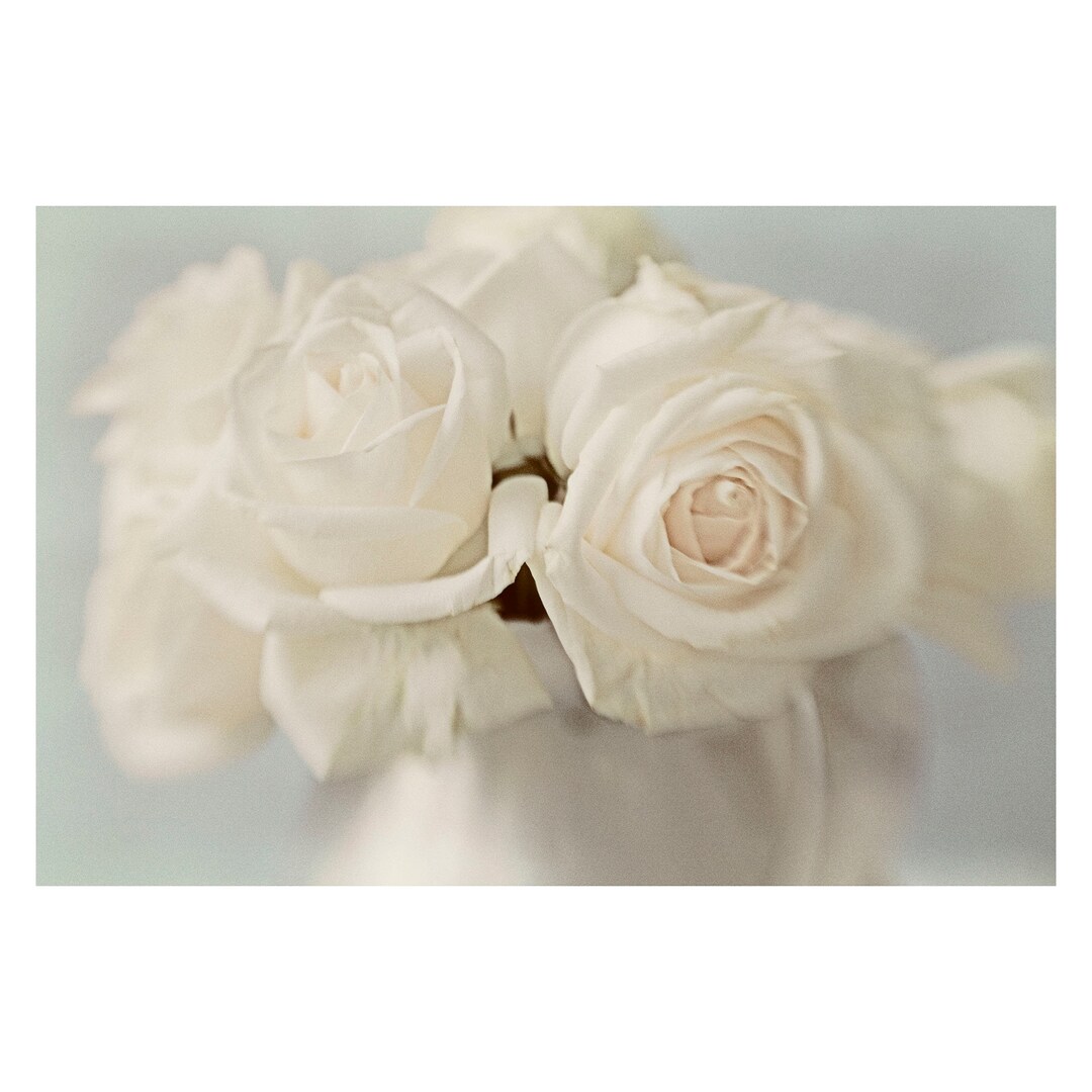 White Roses Photo Card Rose Wedding Card Blank Card Flower - Etsy