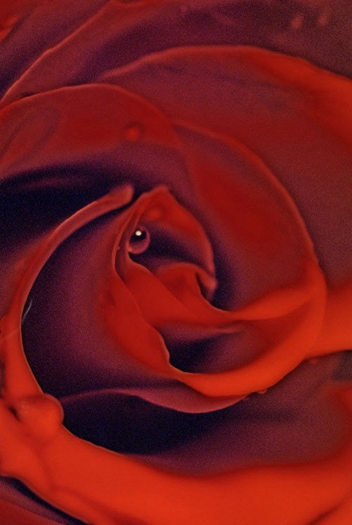 Red Rose Card Fine Art Floral Note Card Rose Photo Greeting - Etsy