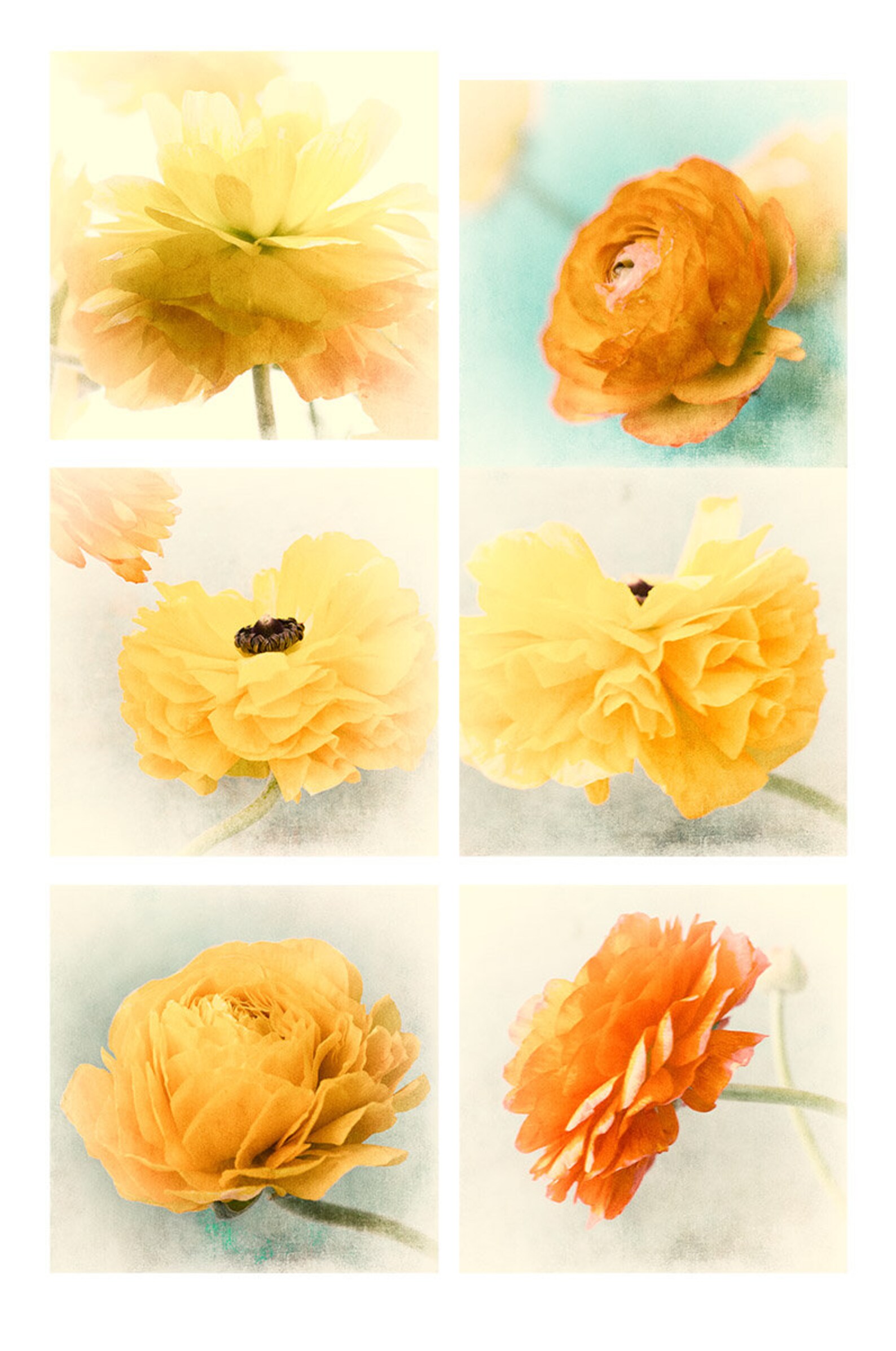 Ranunculus Print Set of 6 Soft Peach Orange Yellow | Etsy