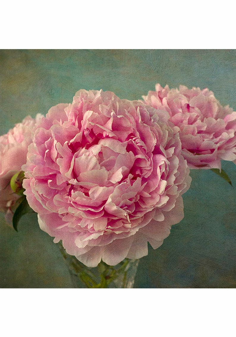 Pink Peony Print Flower Still Life Peony Art Shabby Chic - Etsy