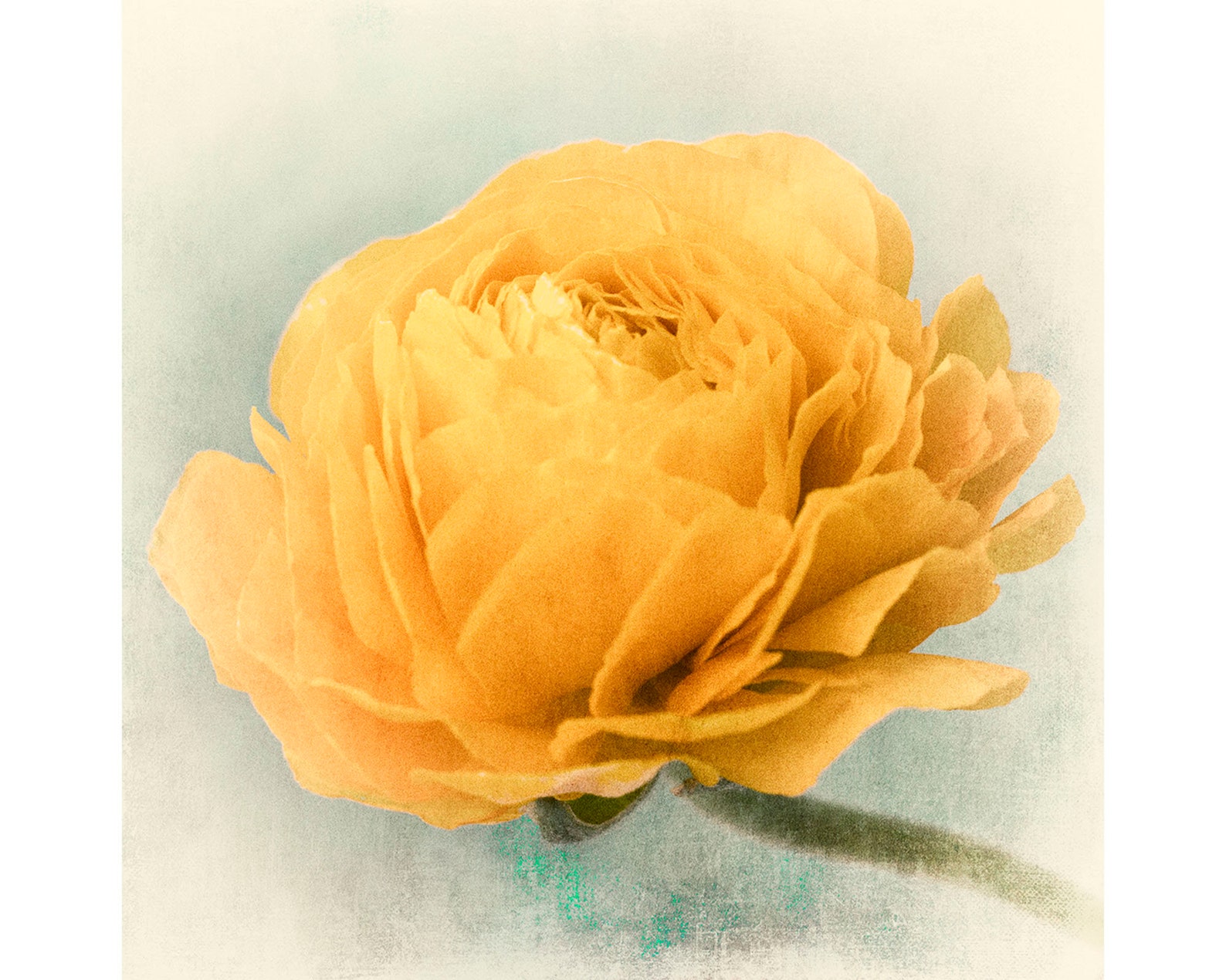 Ranunculus Print Set of 6 Soft Peach Orange Yellow | Etsy