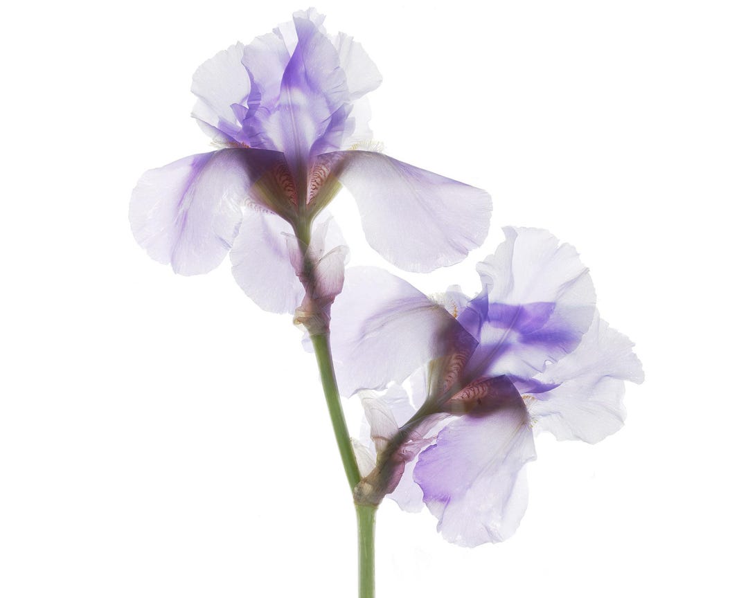 Iris Photograph, Botanical Scanner Flower Art Print - Etsy