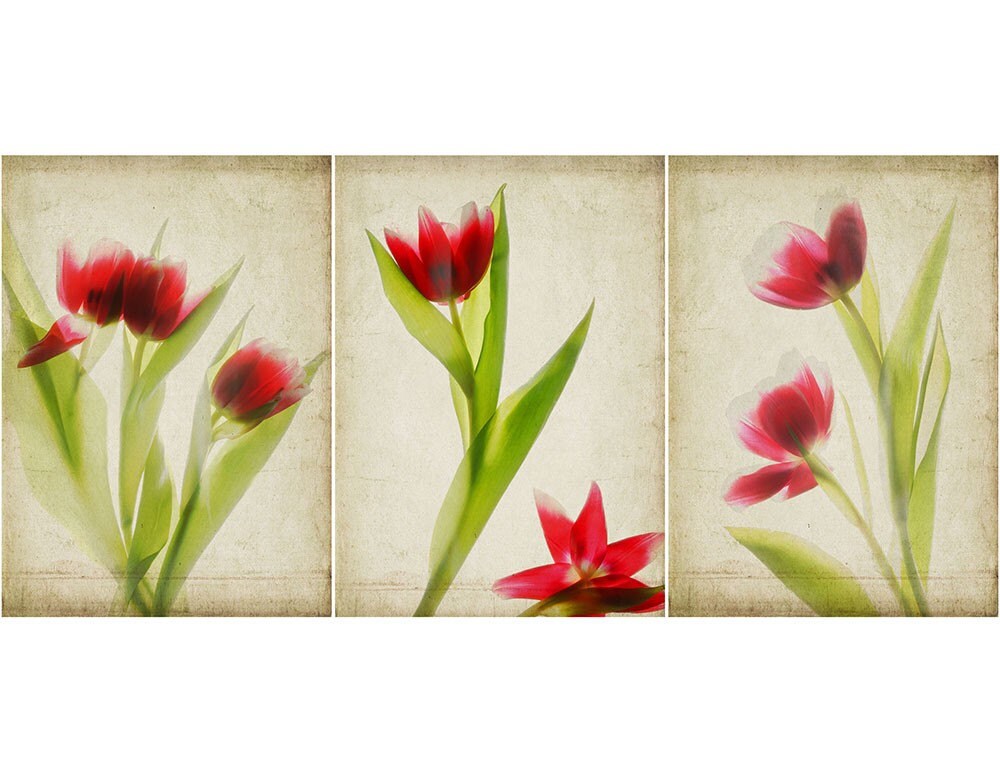 Red Tulip Botanical Print Set of 3 Floral Wall Art | Etsy