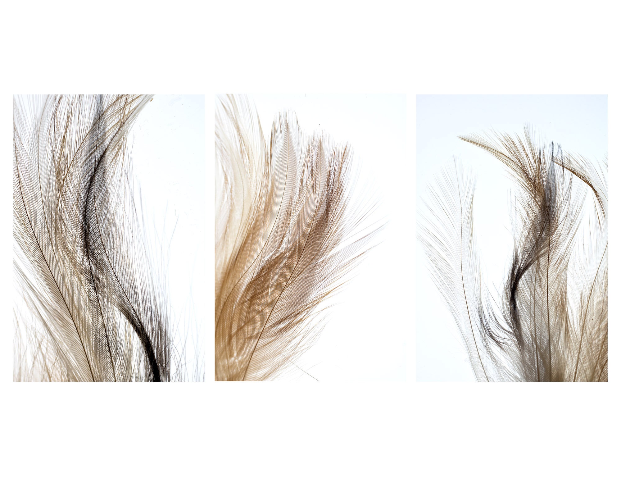 Feather Photography Print Set of 3 Abstract Art | Etsy