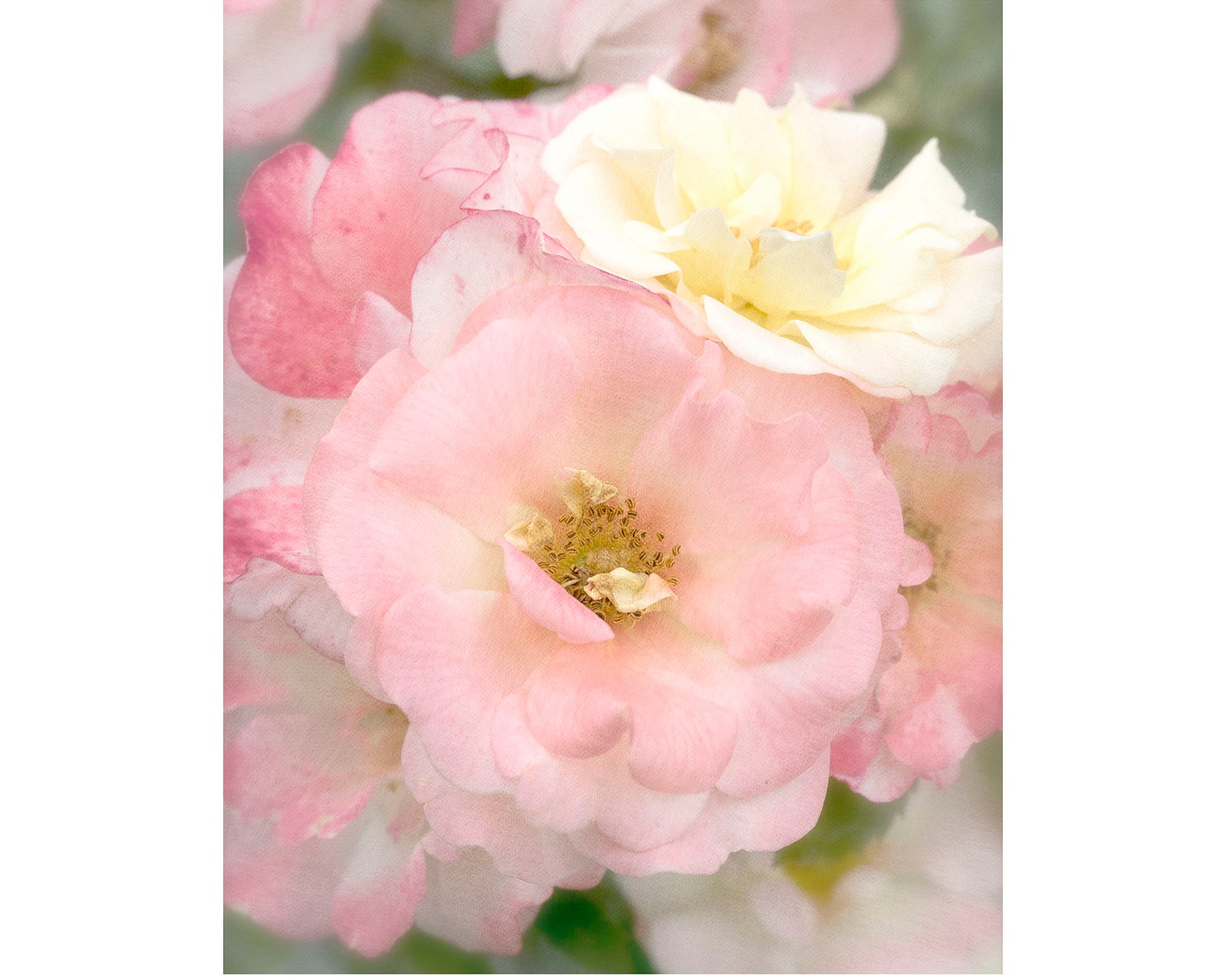 Pink Rose Flower Photograph Cottage Decor Pastel Floral Wall - Etsy