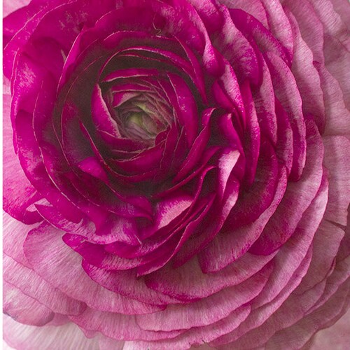Purple Ranunculus Photography Floral Art Print Modern - Etsy