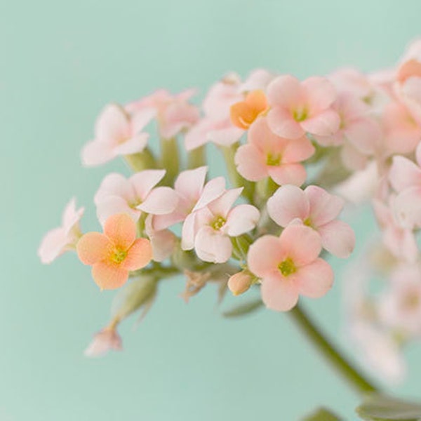 Coral Flower Print - Etsy
