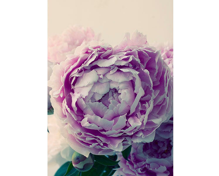 Peony Photograph Floral Art Print Flower Photography | Etsy