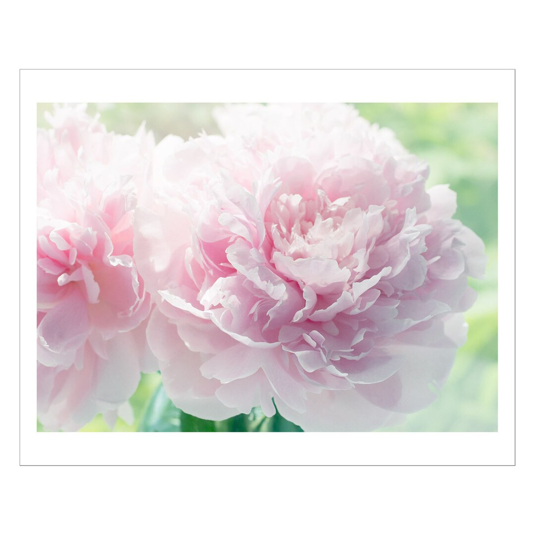 Sunny Pink Peony Flower Photo Card, Original Photograph - Etsy