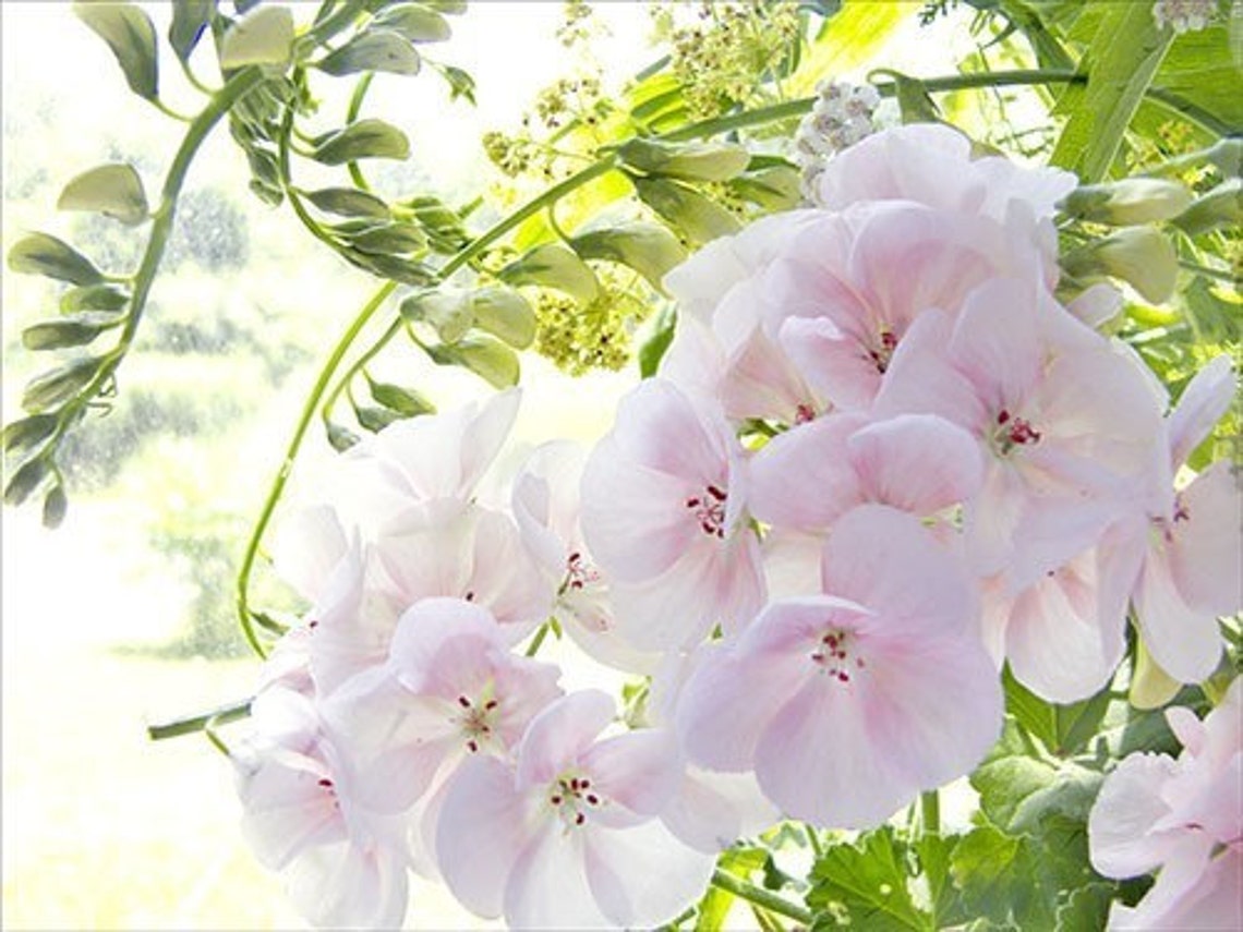 Pink Geranium Flower Photo Card Fine Art Blank Card - Etsy