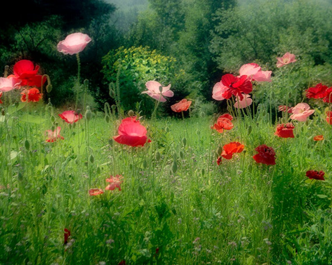 Red Poppy Field Print Poppy Photo Landscape Photography - Etsy