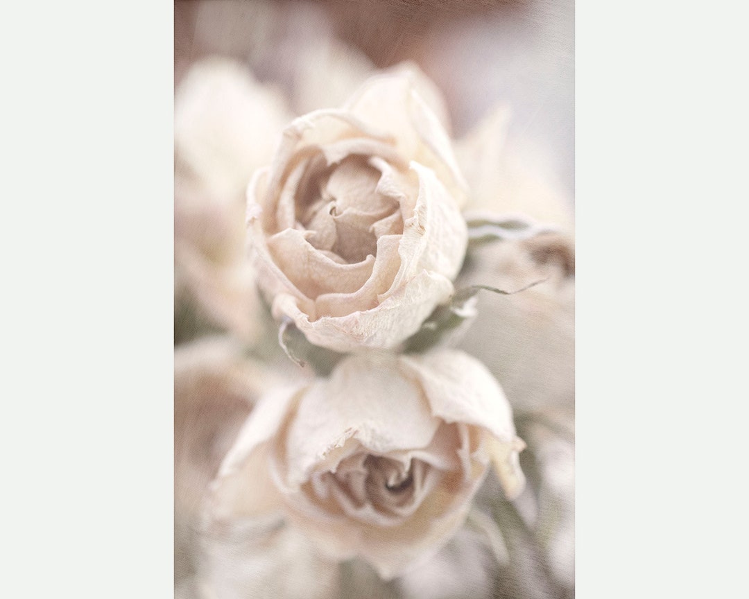 Soft Sepia Roses Fine Art Print, Ethereal Flower Photography - Etsy