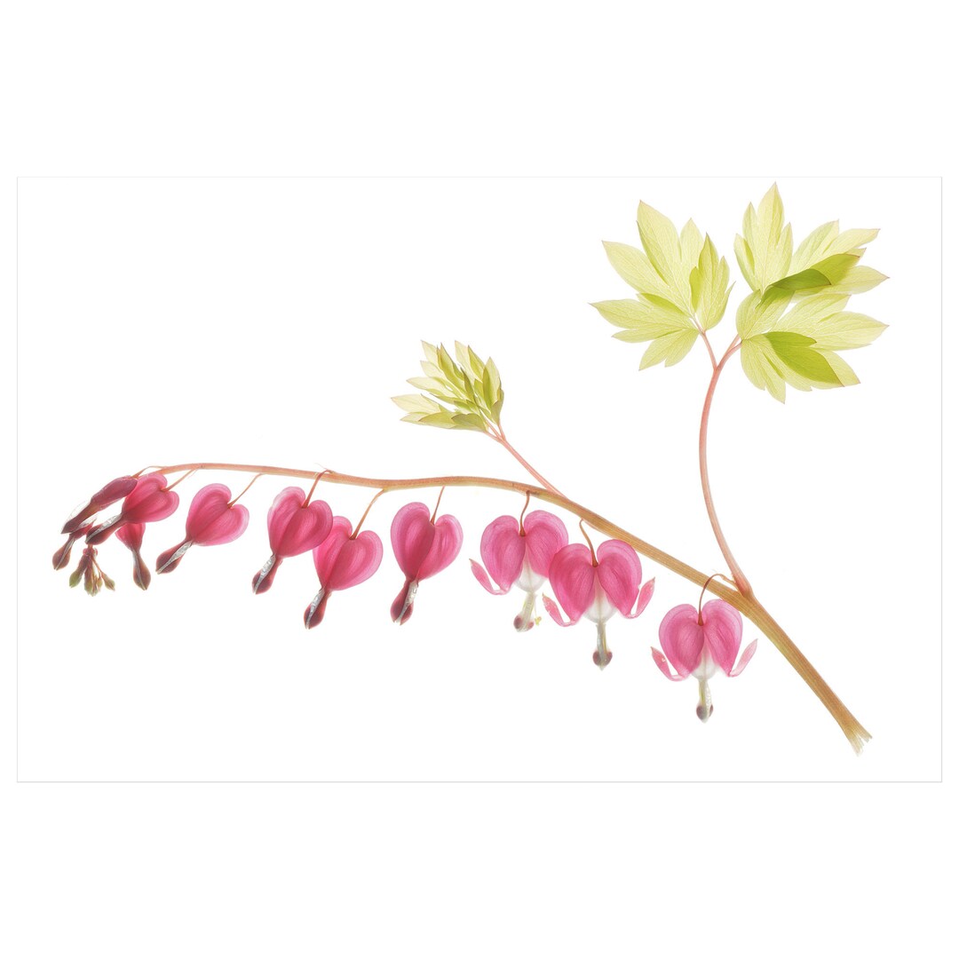 Bleeding Heart Botanical Print, Pressed Flower Art, Nursery Decor ...