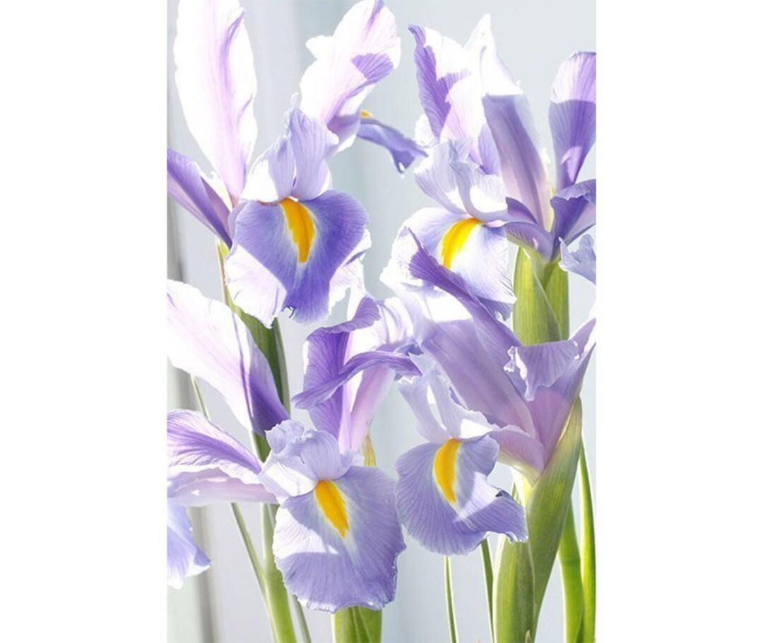 Sunny Iris Flower Photograph: French Country Floral Print - Etsy