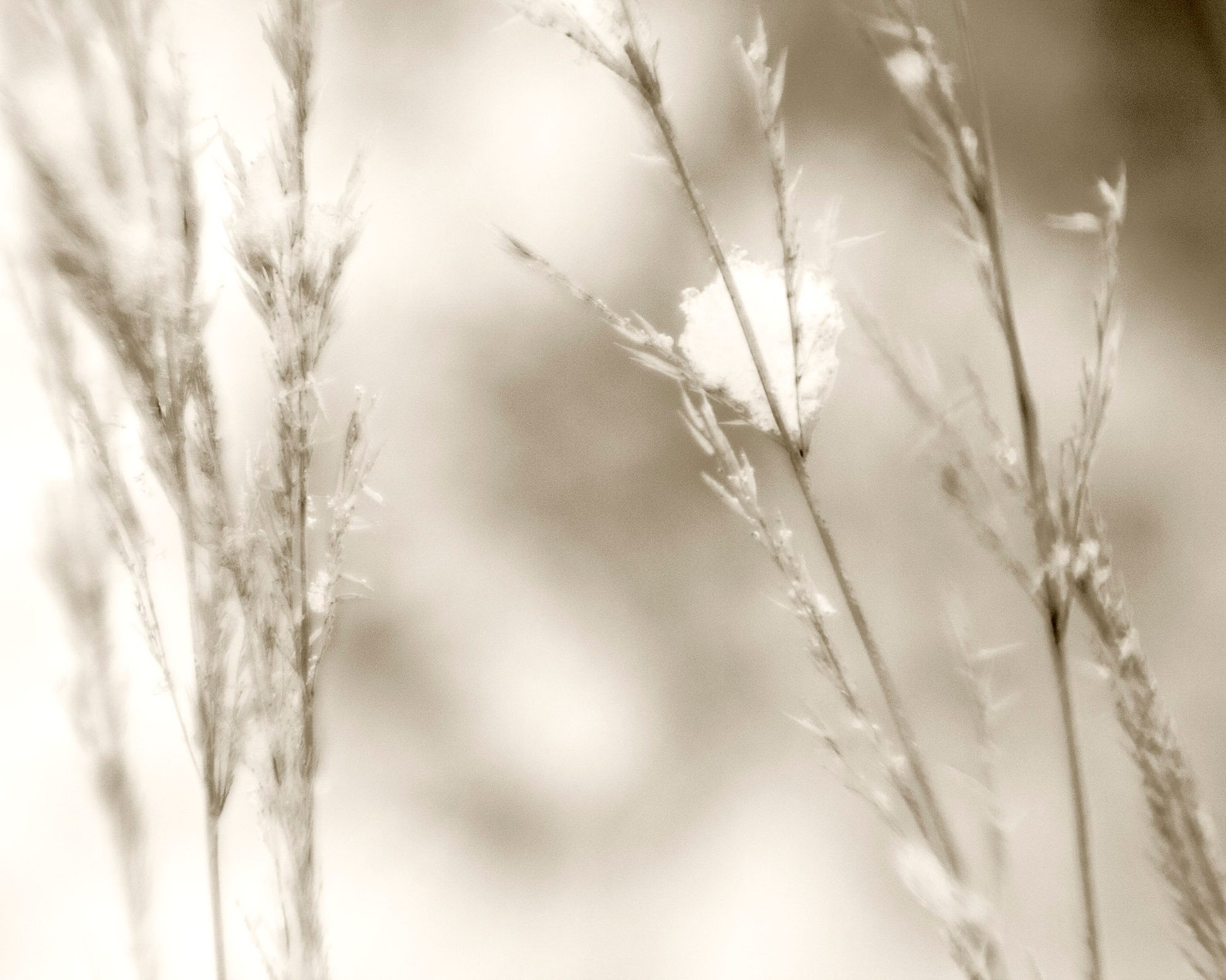 Sepia Grass Snow Photograph Print, Modern Farmhouse Wall Art - Etsy
