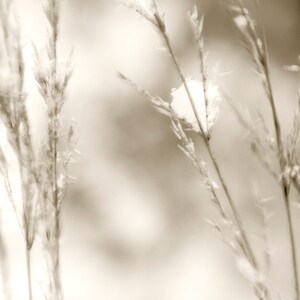 Sepia Grass Snow Photograph Print, Modern Farmhouse Wall Art - Etsy