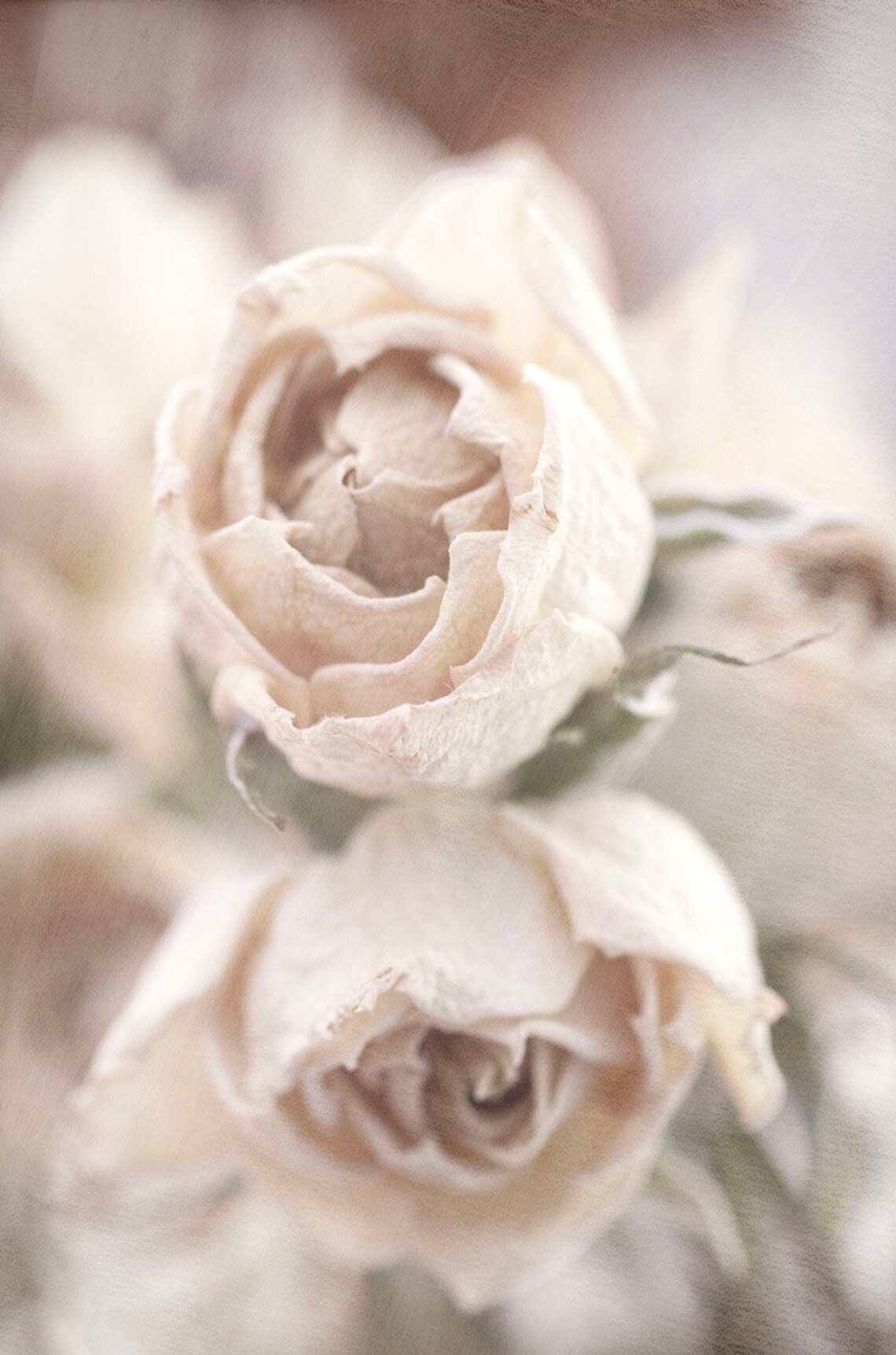 Soft Sepia Roses Fine Art Print, Ethereal Flower Photography - Etsy