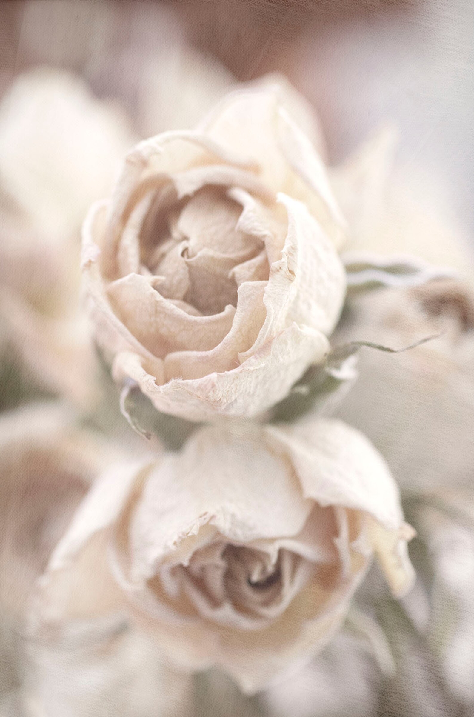 Soft Sepia Roses Fine Art Print Ethereal Flower Photograph - Etsy