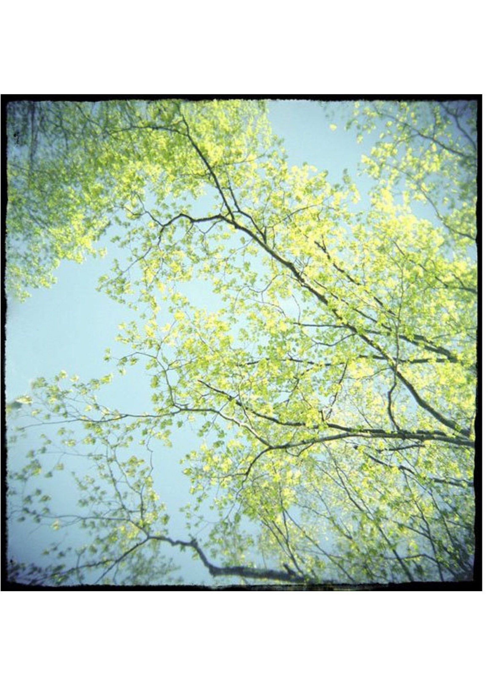 Tree Photography Sky Photo Abstract Art Print Spring - Etsy