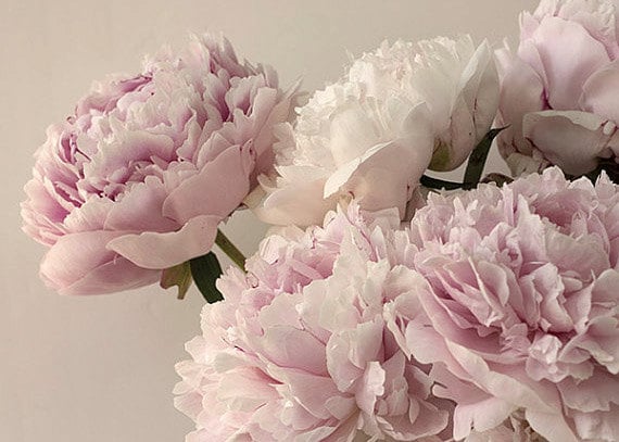 Pink Peony Print Peony Wall Art Shabby Chic Art Flower | Etsy