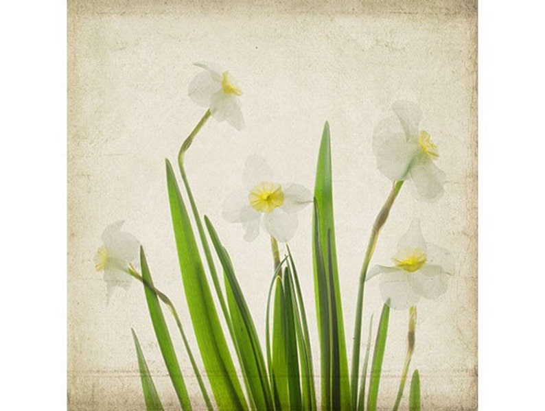 Daffodil Botanical Print Set of 2, Pressed Flower Wall Art - Etsy