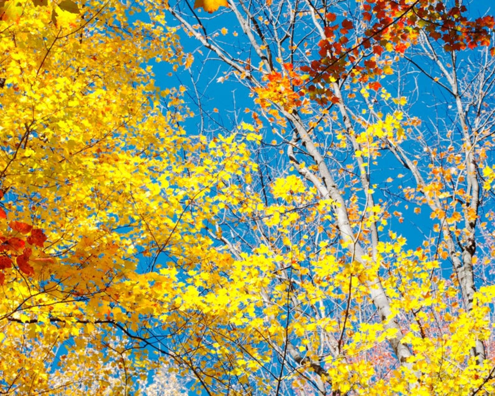 Autumn Trees Print Set of 3 Bright Modern Wall Art Leaf | Etsy