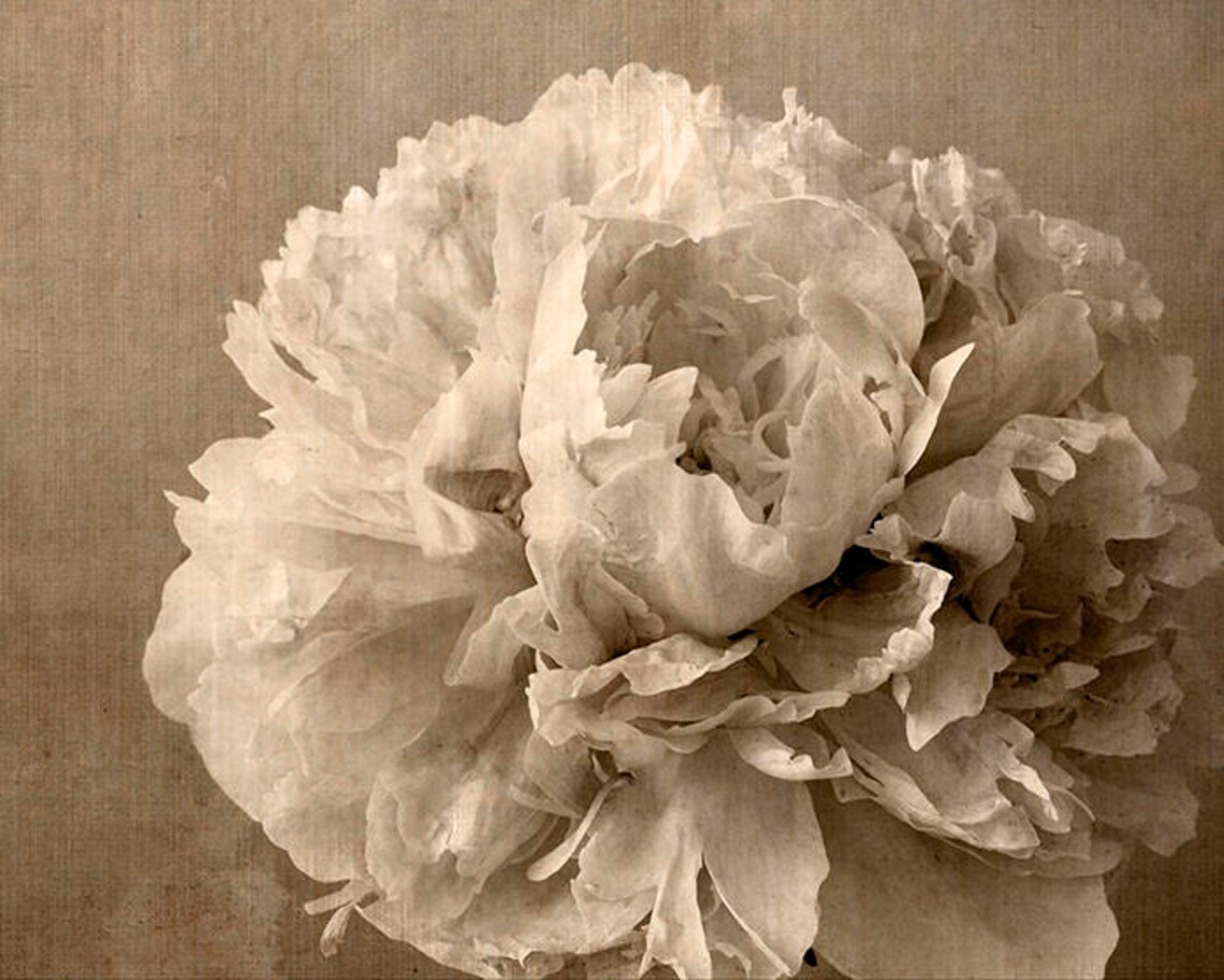 Sepia Photography Peony Wall Art Floral Art Print Flower | Etsy