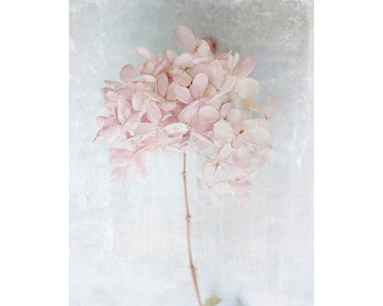 Pink Hydrangea Botanical Print Set of 3, Flower Tryptic, Pastel Decor ...