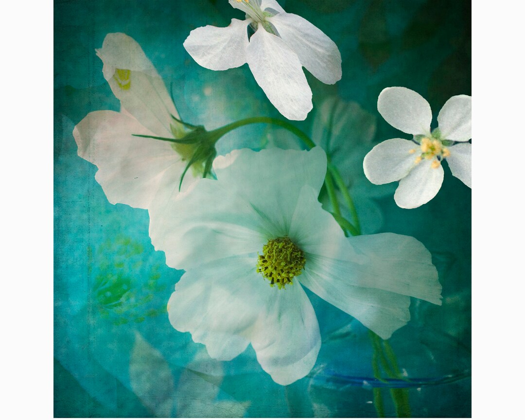 Dramatic Dark Flower Art Print, White Azure Daisy - Etsy