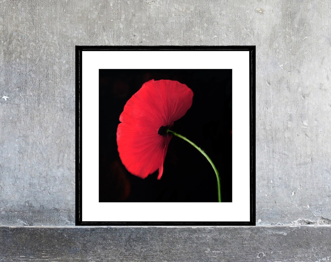 Printable Red Poppy Print Poppy Wall Art Flower Photography - Etsy
